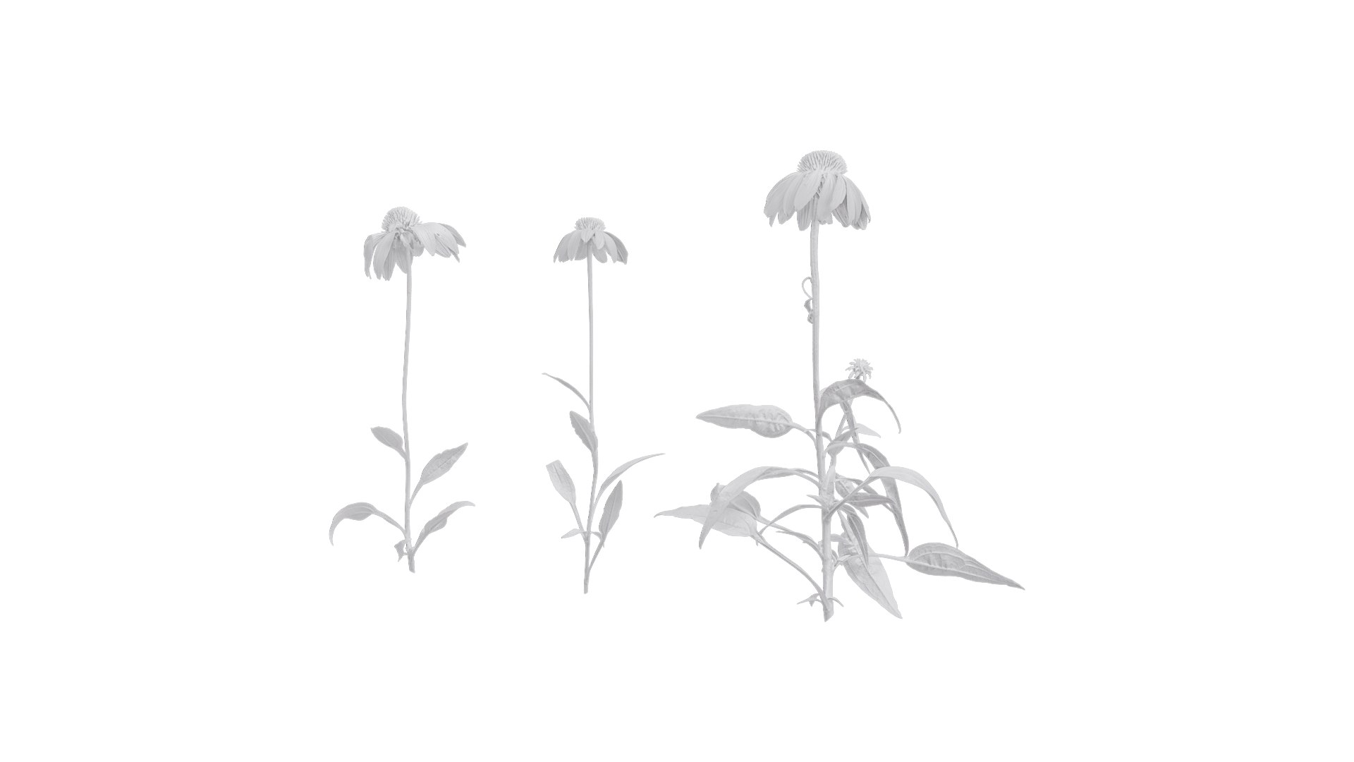 3D Anydrafts Echinacea Purpurea Atlas 05 Textures - TurboSquid 2355507