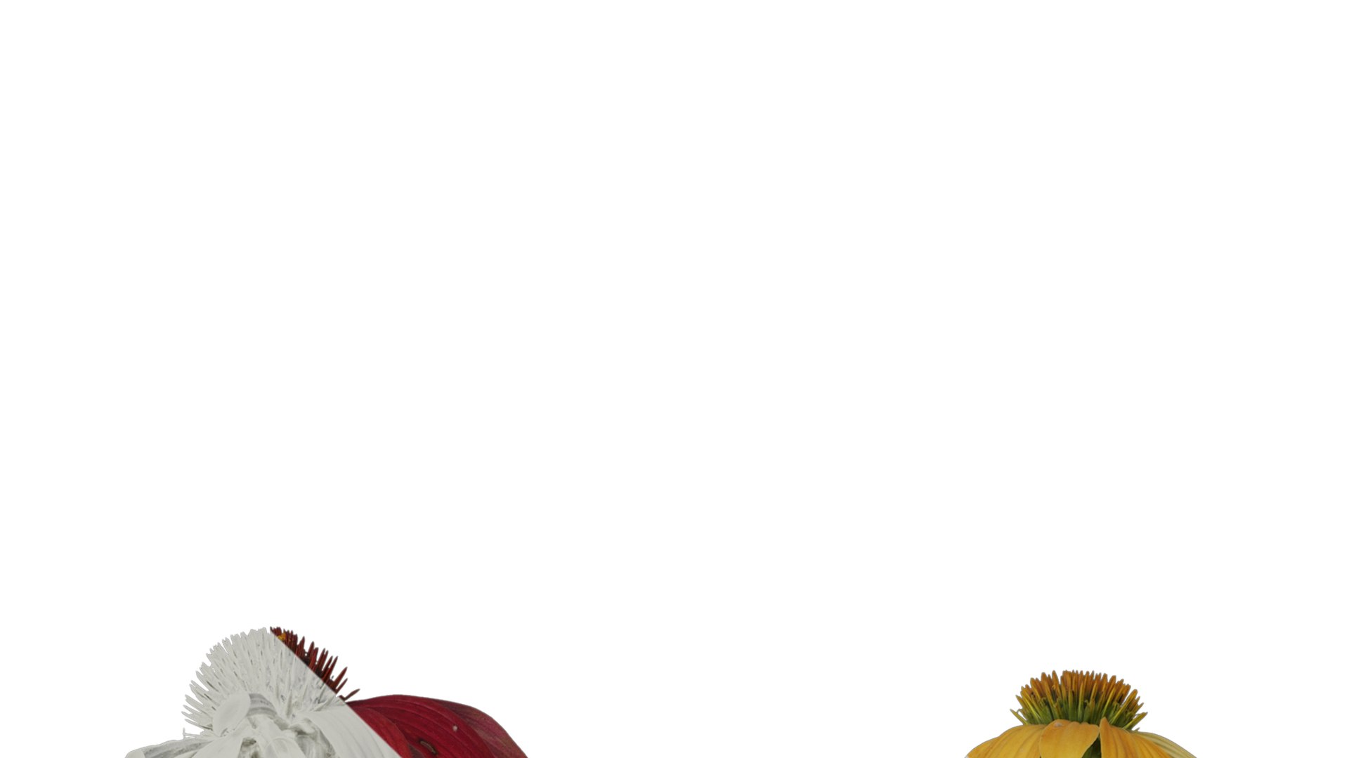 3D Anydrafts Echinacea Purpurea Atlas 05 Textures - TurboSquid 2355507