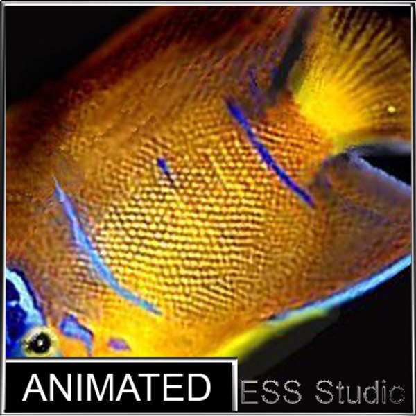 tropical fish 3d model