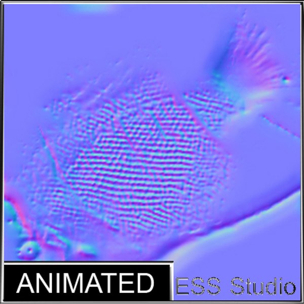 tropical fish 3d model