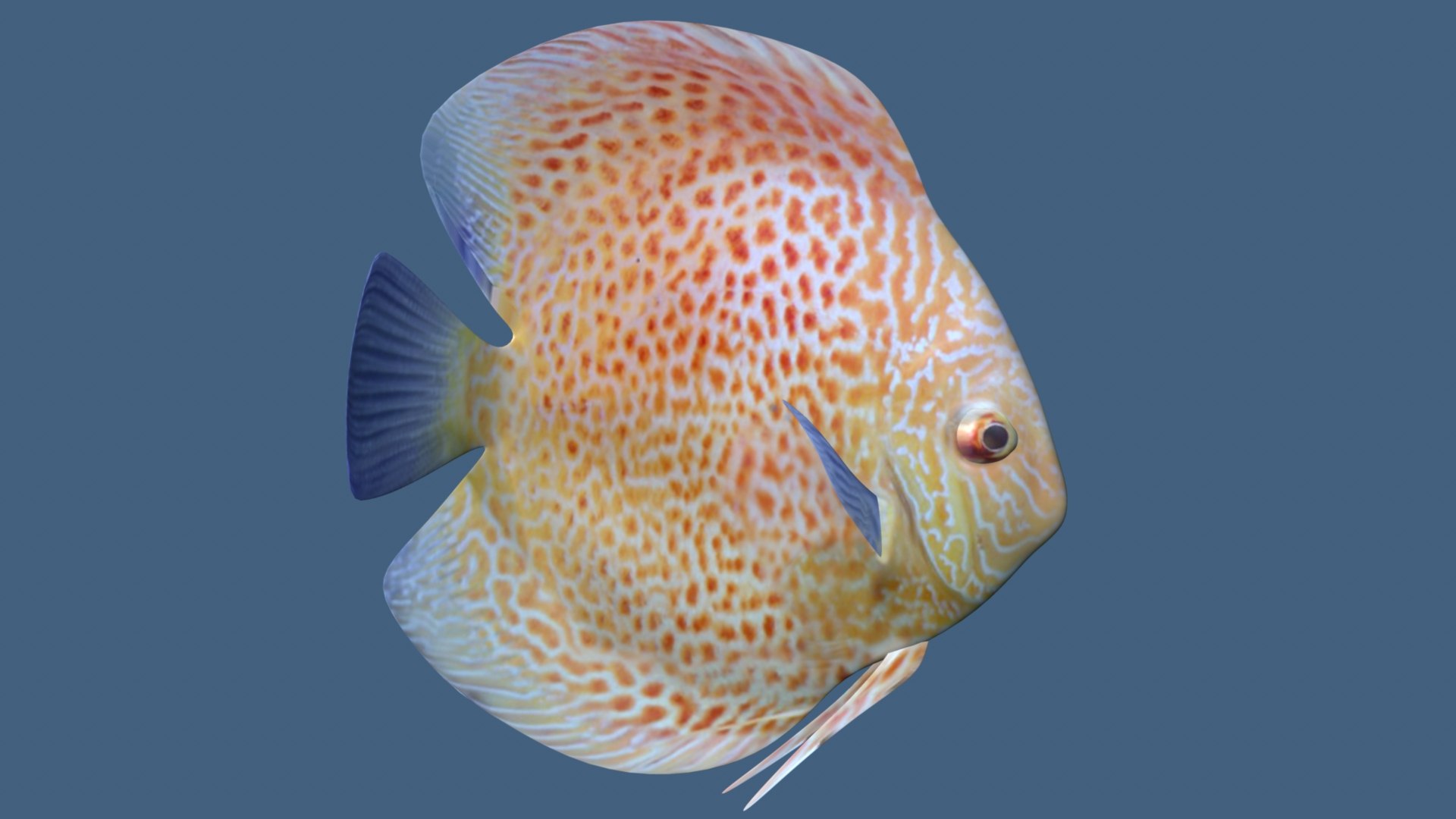 Discus 3D Model - TurboSquid 2192063