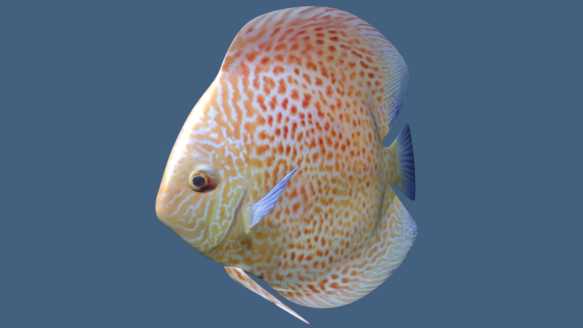 Discus 3D Model - TurboSquid 2192063