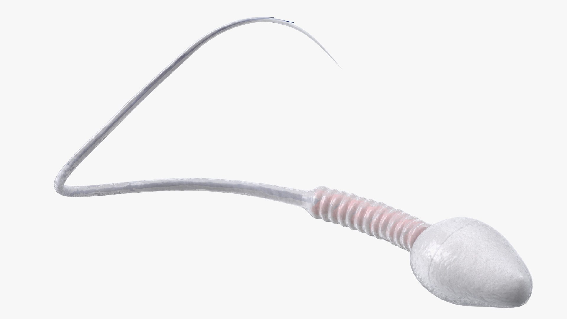 3D Human Sperm Cell Rigged For Cinema 4D - TurboSquid 2081170