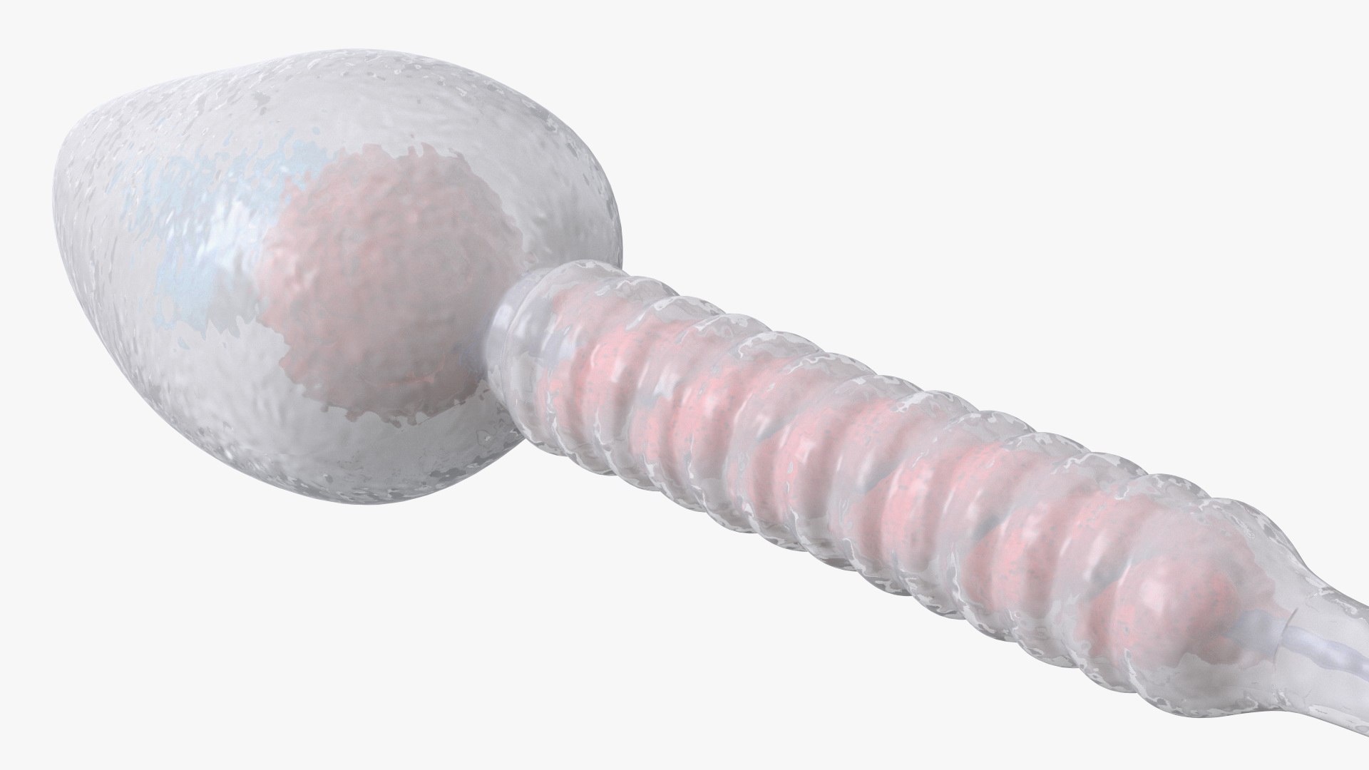 3D Human Sperm Cell Rigged For Cinema 4D - TurboSquid 2081170