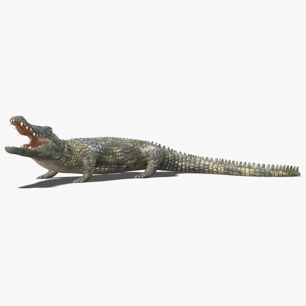 Crocodile Blender Models for Download | TurboSquid