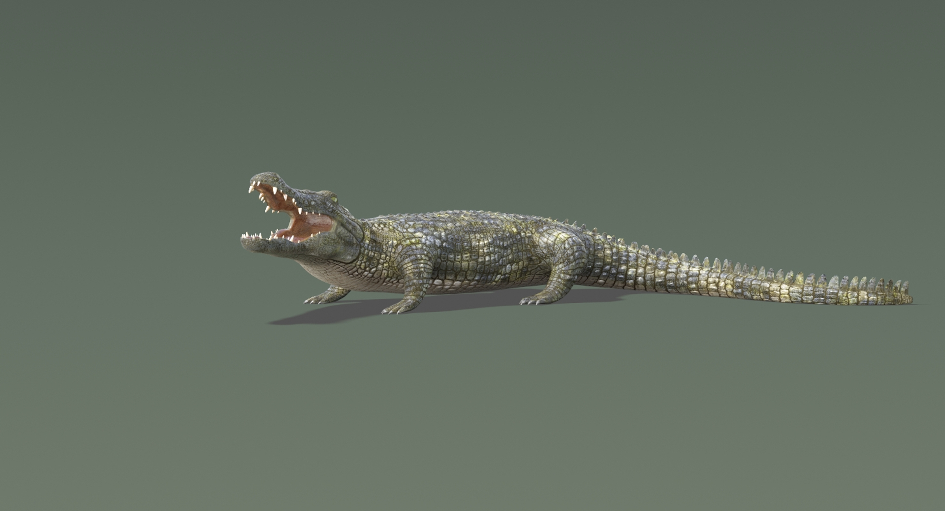 3D Realistic Crocodile 2 Rigged - TurboSquid 1278748
