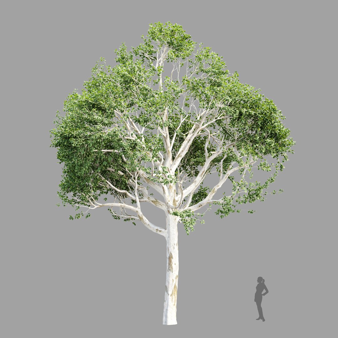 Trees Collection Vol 252-3dsmax-blender 3D Model - TurboSquid 2186397