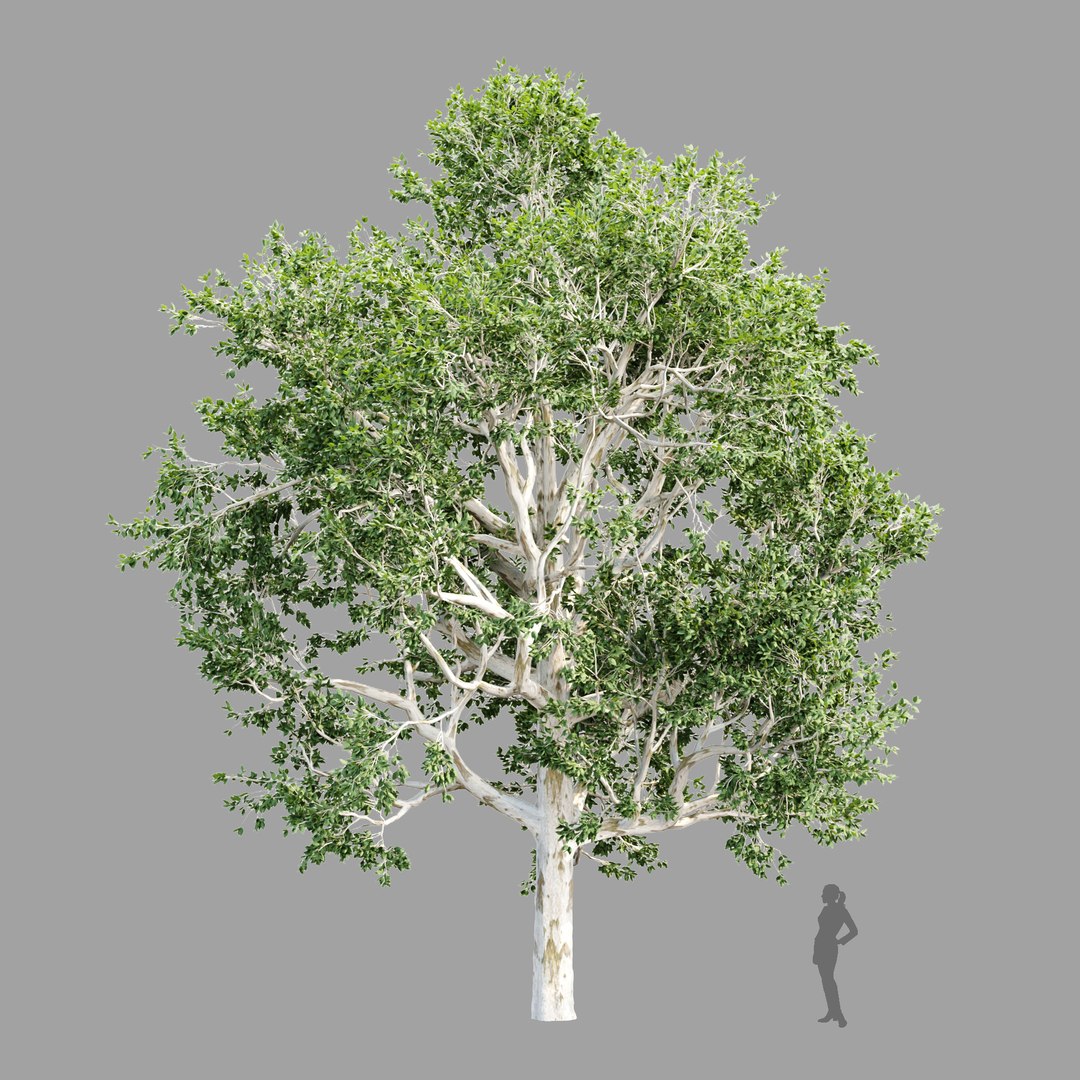 Trees Collection Vol 252-3dsmax-blender 3D Model - TurboSquid 2186397