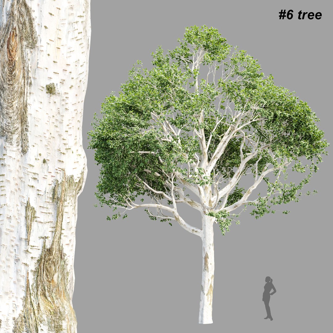 Trees Collection Vol 252-3dsmax-blender 3D Model - TurboSquid 2186397