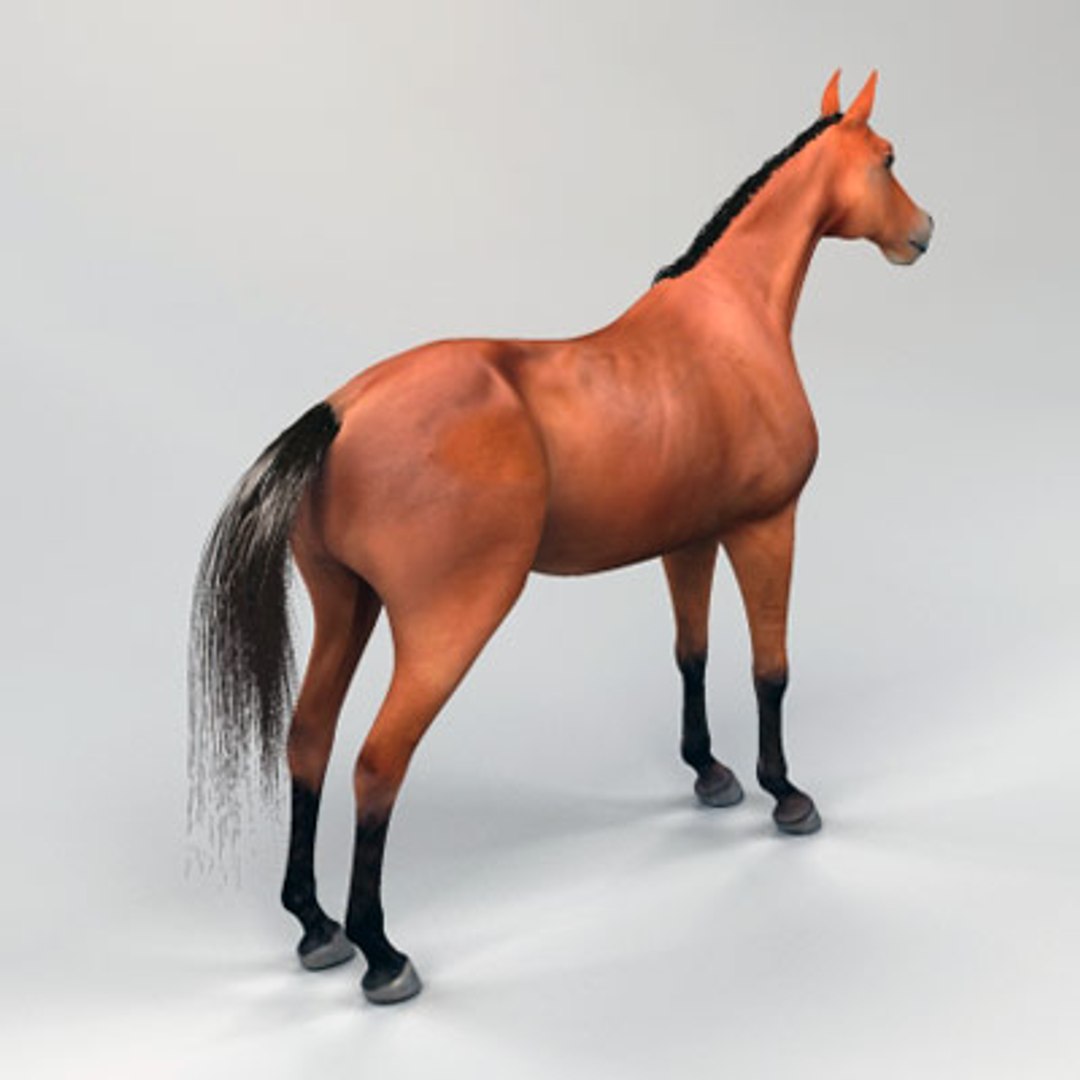 Stables Horse Riding 3d Max