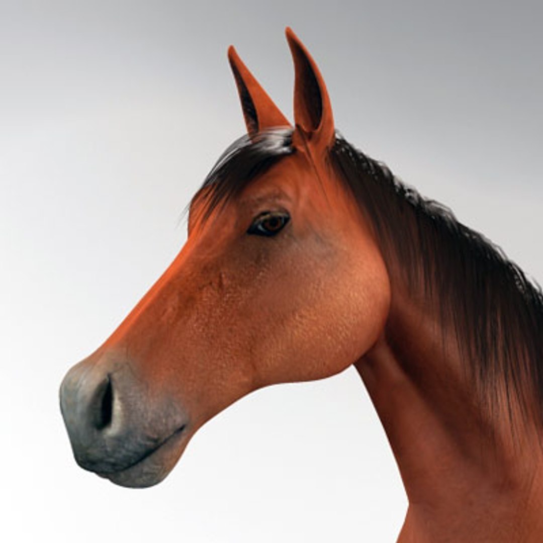 Stables Horse Riding 3d Max