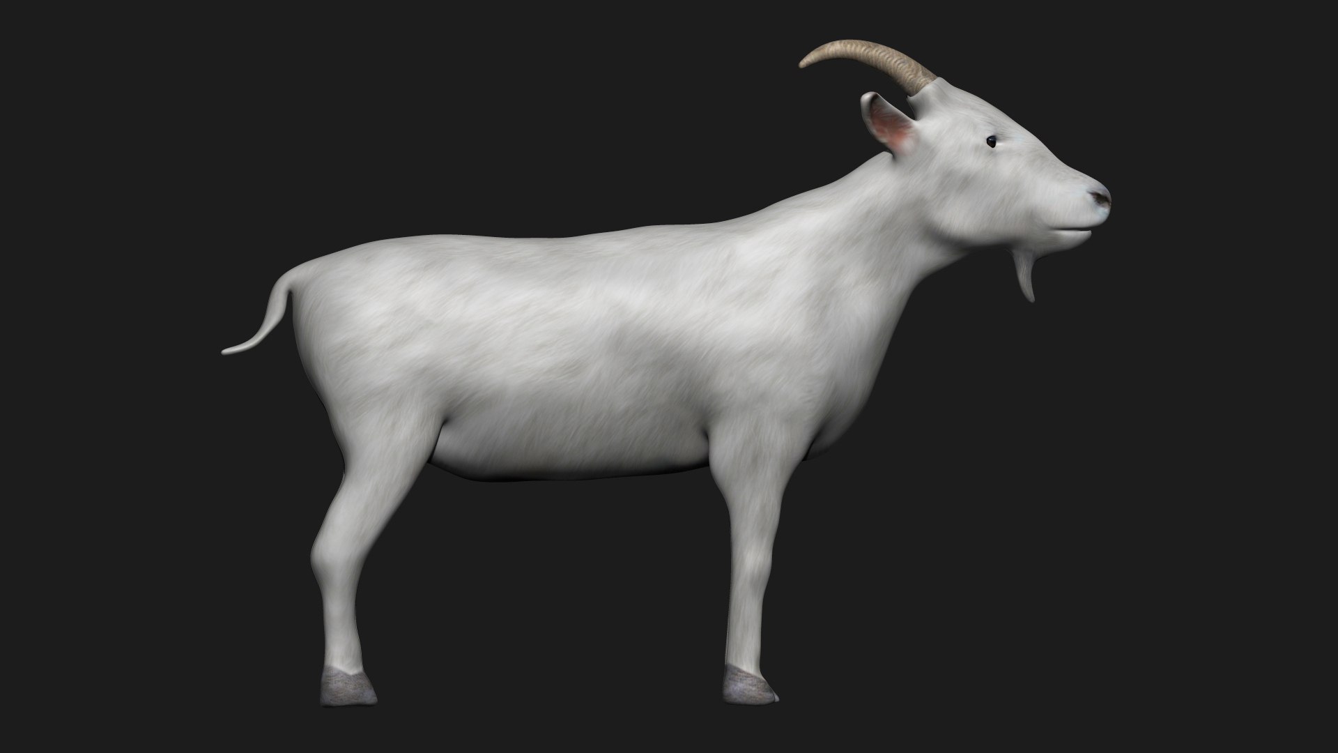 Fully Rigged White Goat Model - TurboSquid 1697430