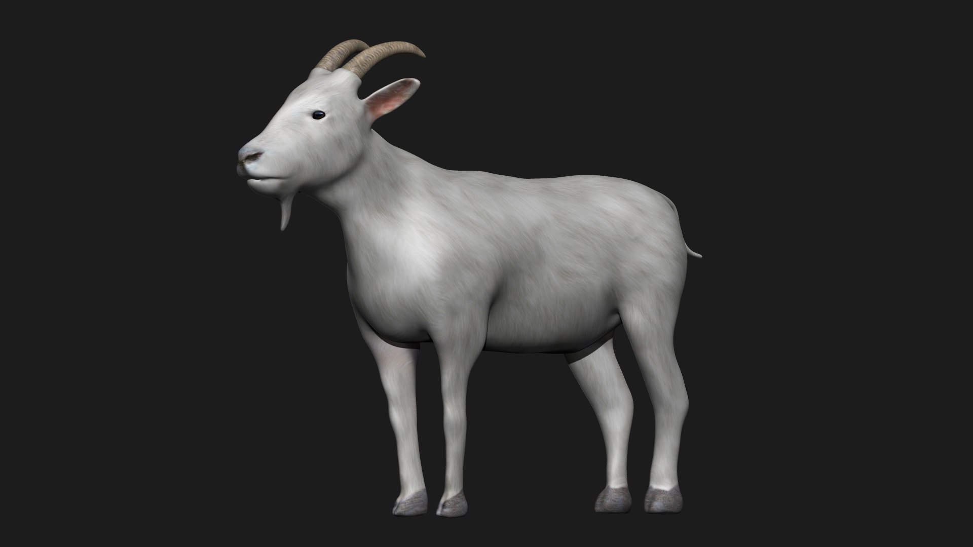 Fully Rigged White Goat Model - TurboSquid 1697430