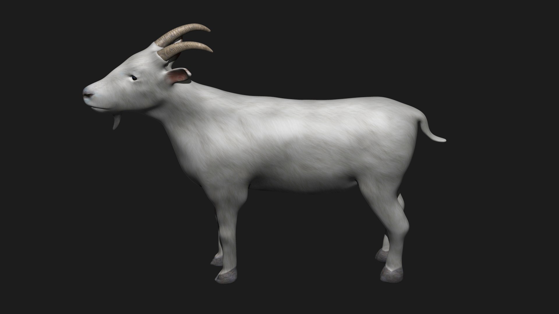 Fully Rigged White Goat Model - TurboSquid 1697430