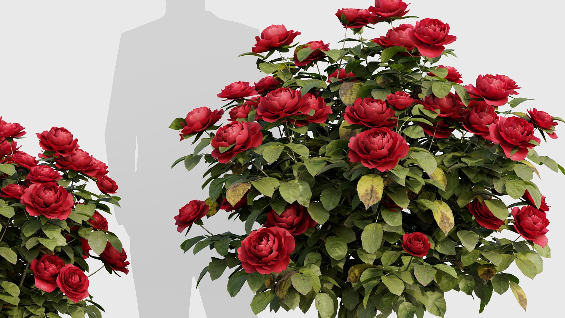 Rose Tree 01 3D Model 3D Model - TurboSquid 2173850