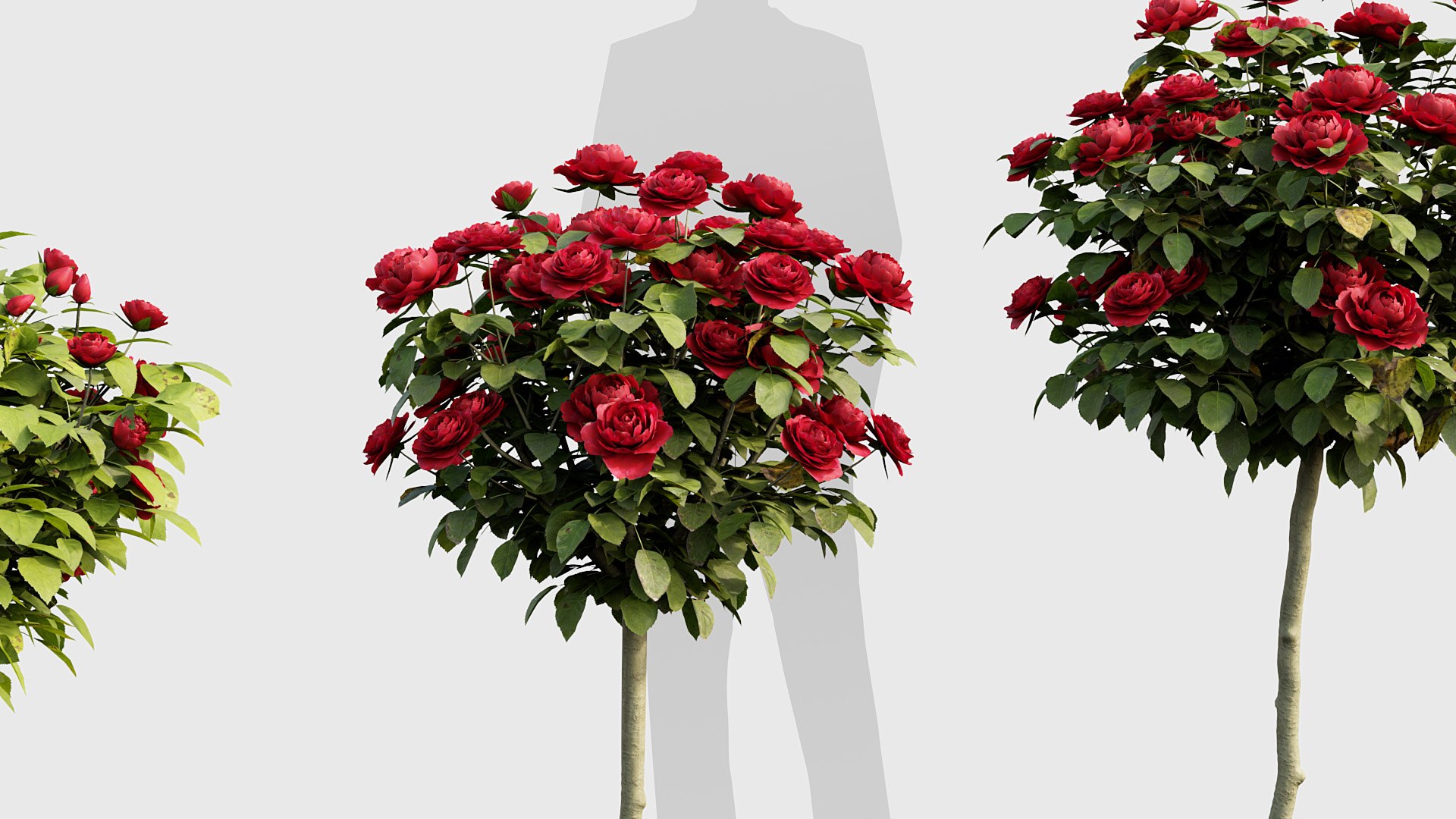 Rose Tree 01 3D Model 3D Model - TurboSquid 2173850