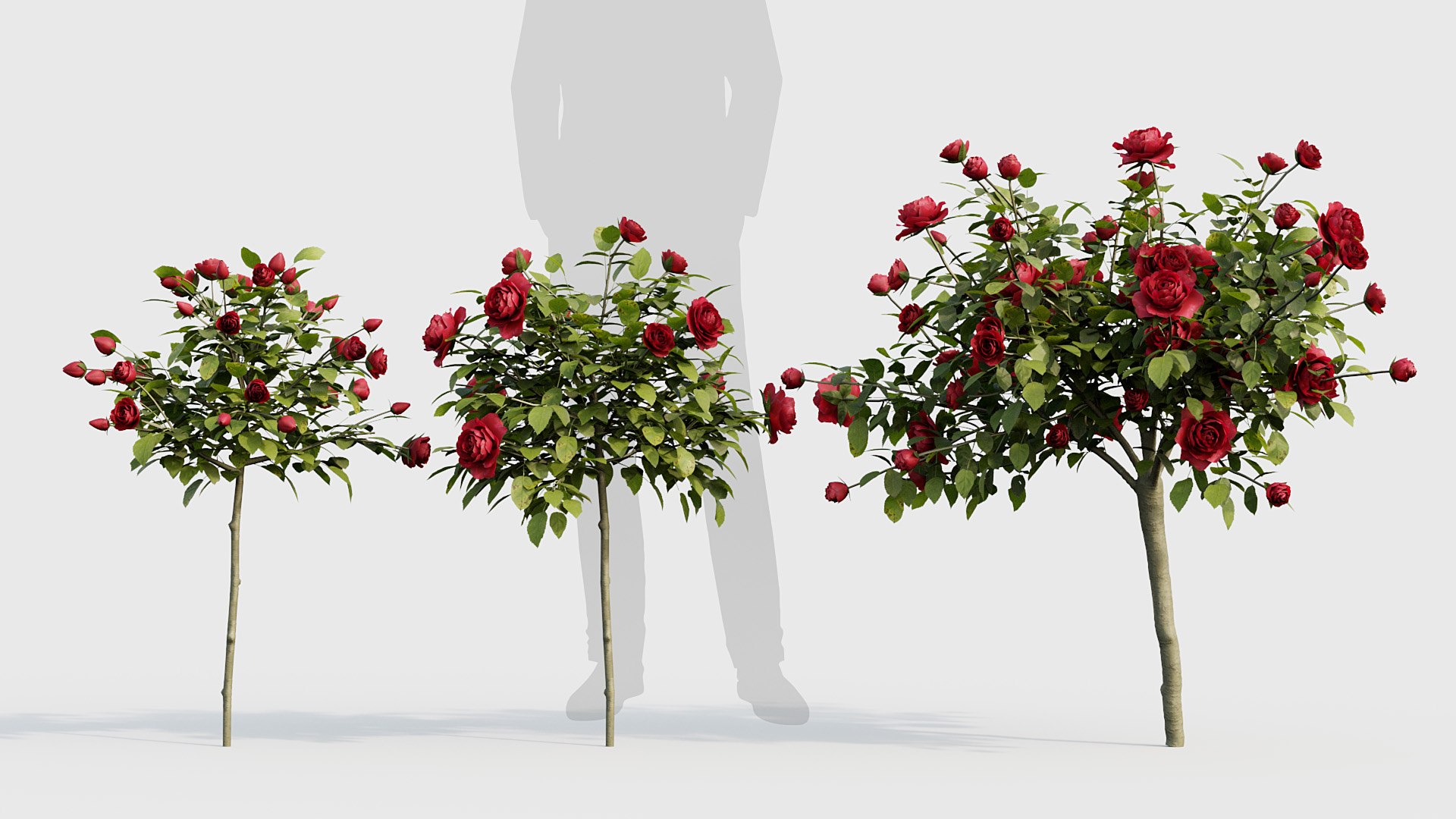 Rose Tree 01 3D Model 3D Model - TurboSquid 2173850