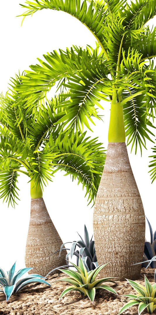 max palm hyophorbe lagenicaulis