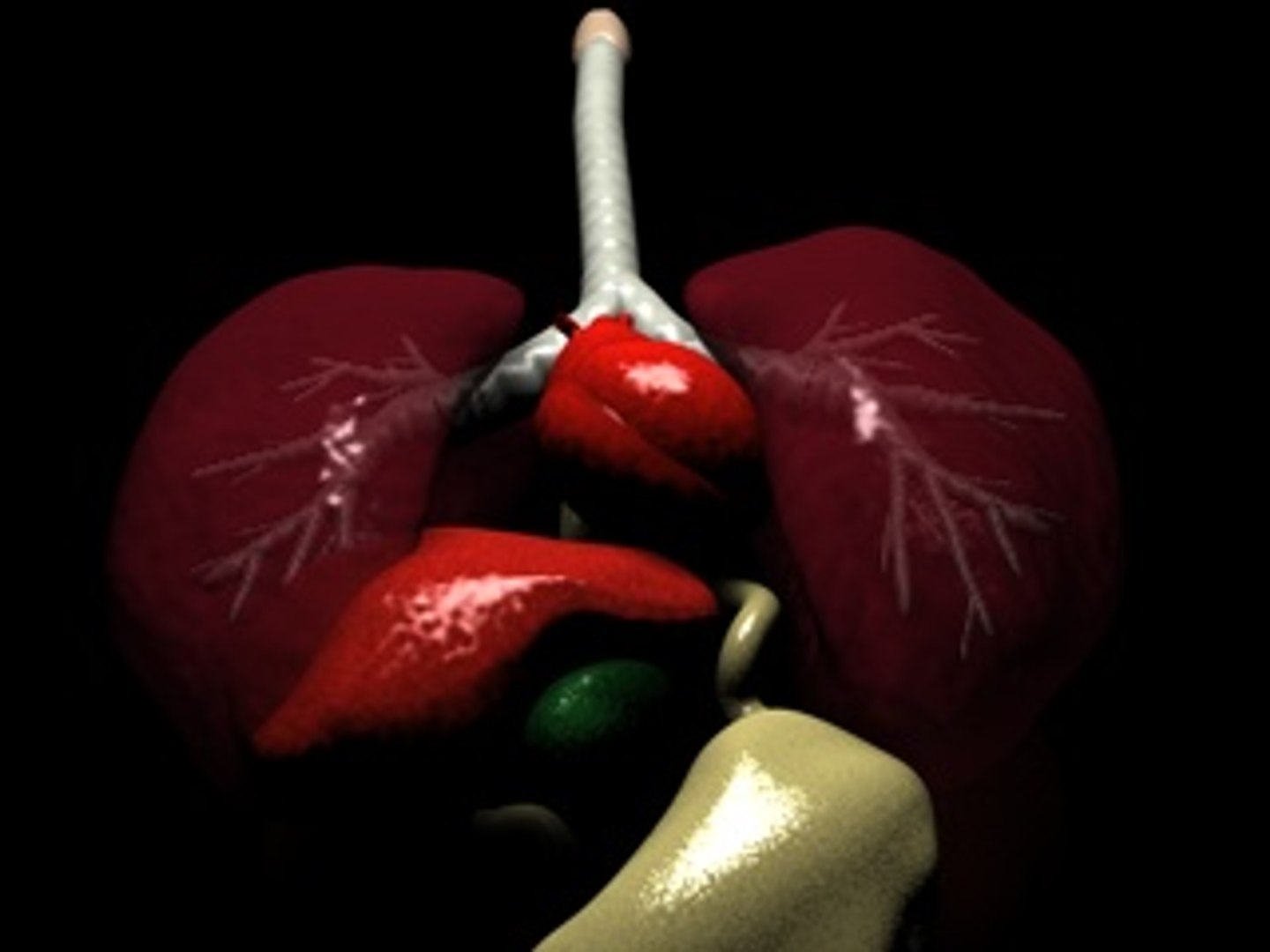 3d Model Internal Organ