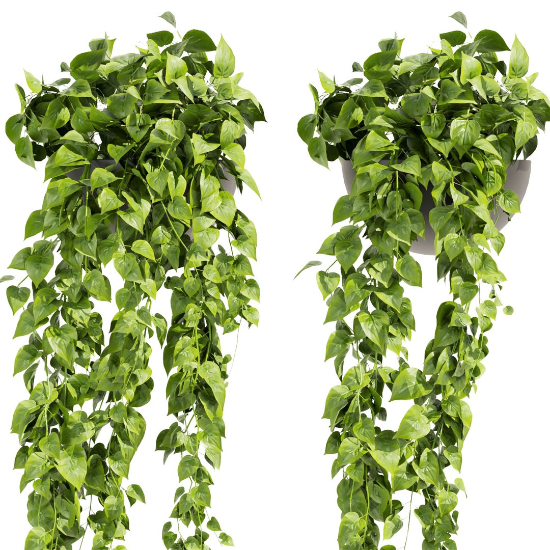 3D Model Collection Plant Vol 454 - Pothos - Ampelous - Hanging ...