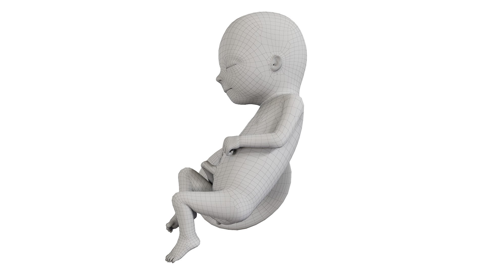 Fetus Week 16 Static 3D Model - TurboSquid 1873362