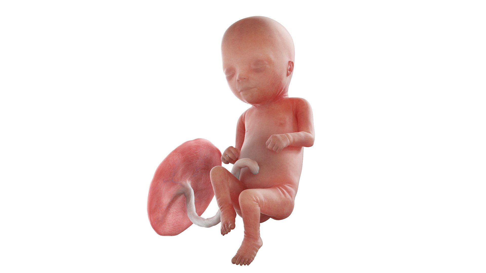 Fetus Week 16 Static 3D Model - TurboSquid 1873362