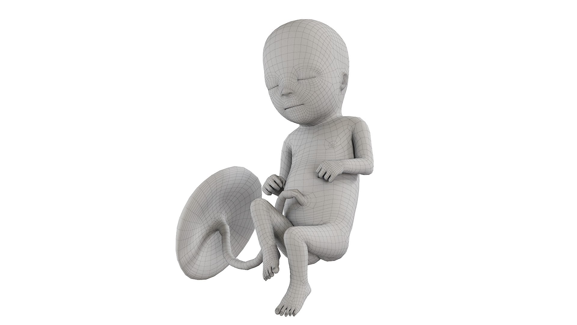 Fetus Week 16 Static 3D Model - TurboSquid 1873362
