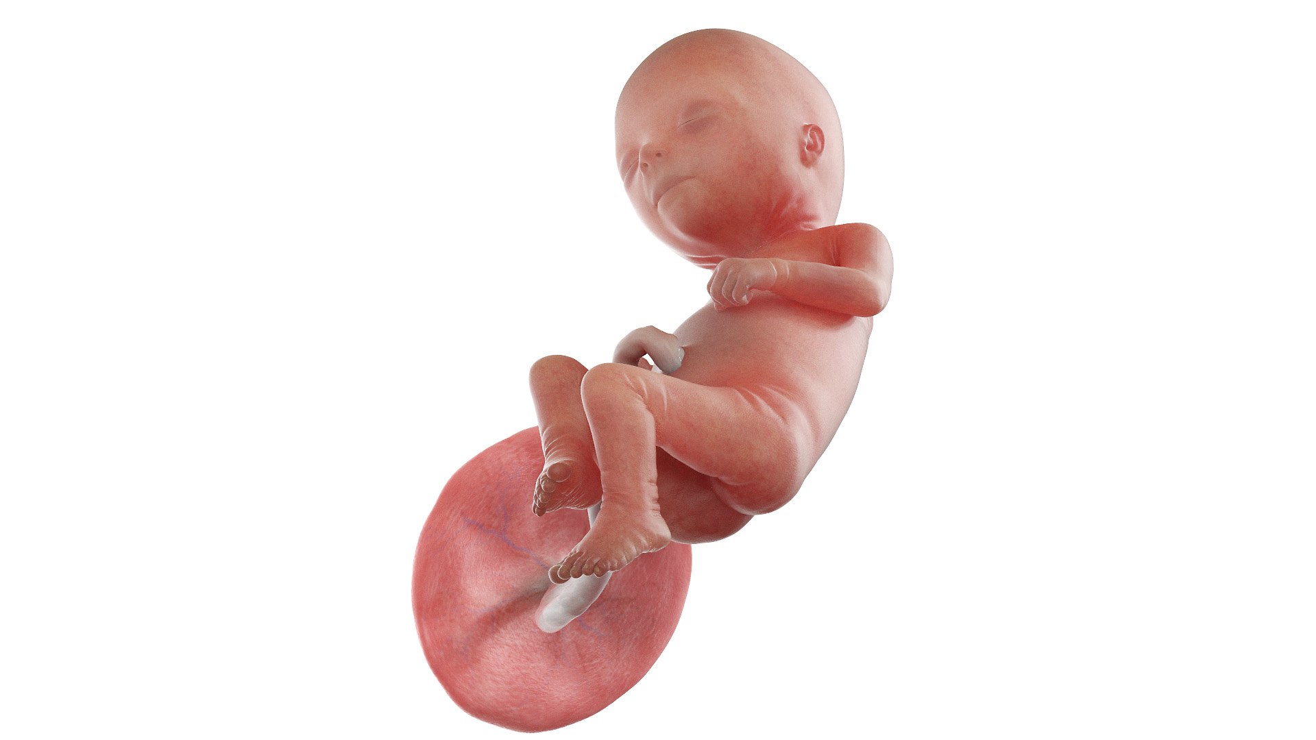 Fetus Week 16 Static 3D Model - TurboSquid 1873362