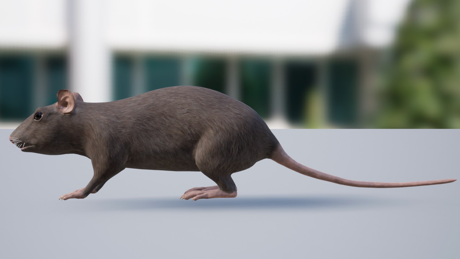 Rat 3D Model - TurboSquid 2132859