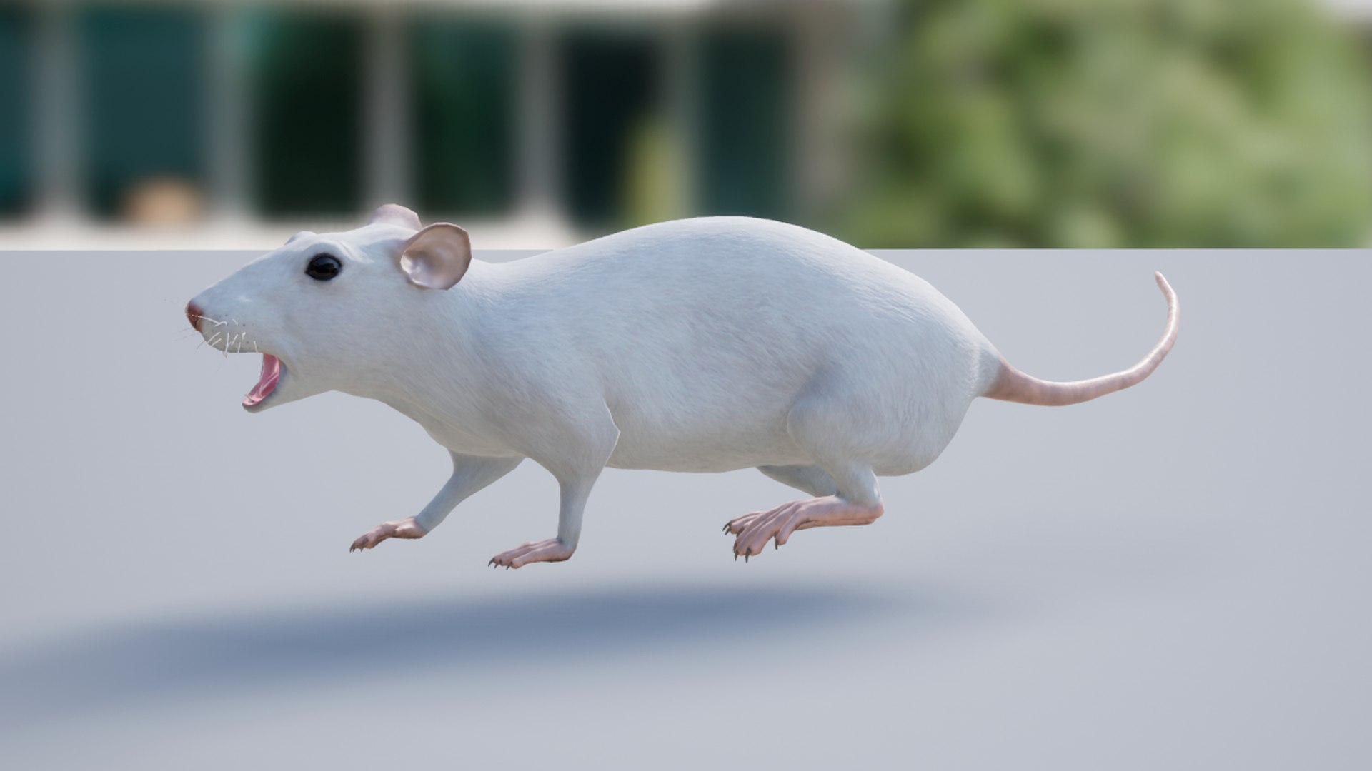 Rat 3D Model - TurboSquid 2132859