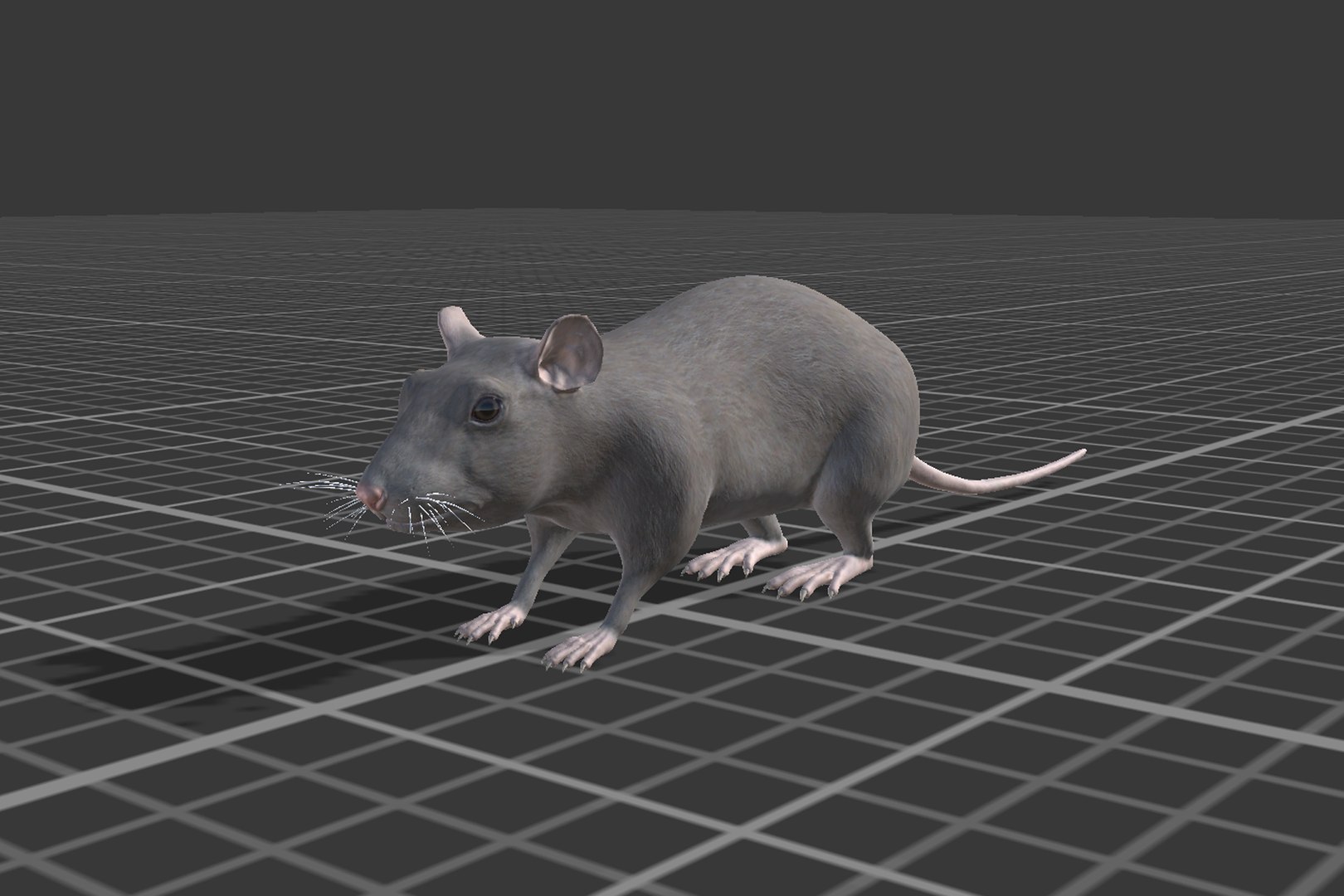 Rat 3D Model - TurboSquid 2132859