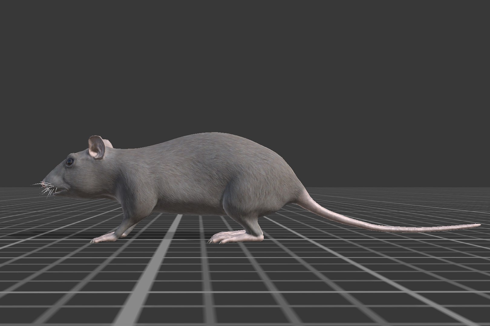 Rat 3D Model - TurboSquid 2132859