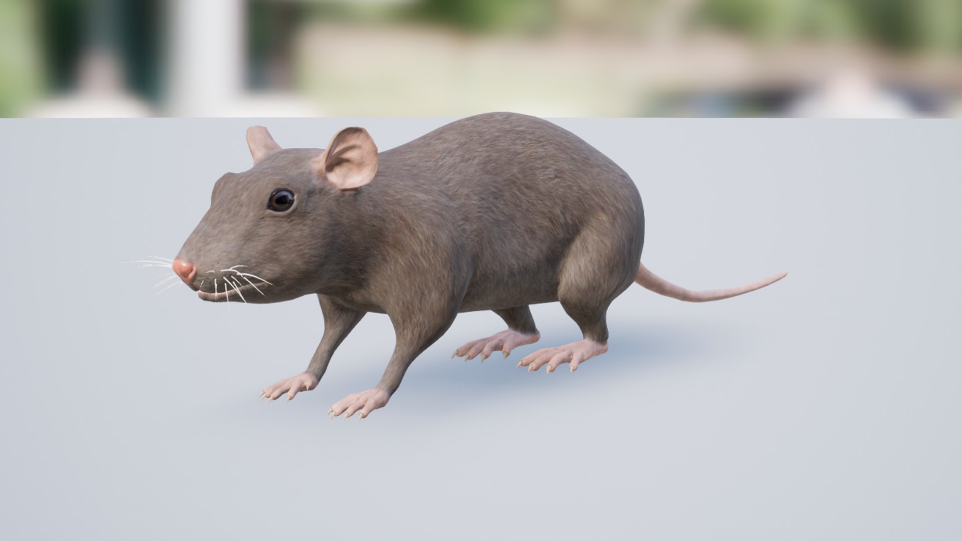 Rat 3D Model - TurboSquid 2132859