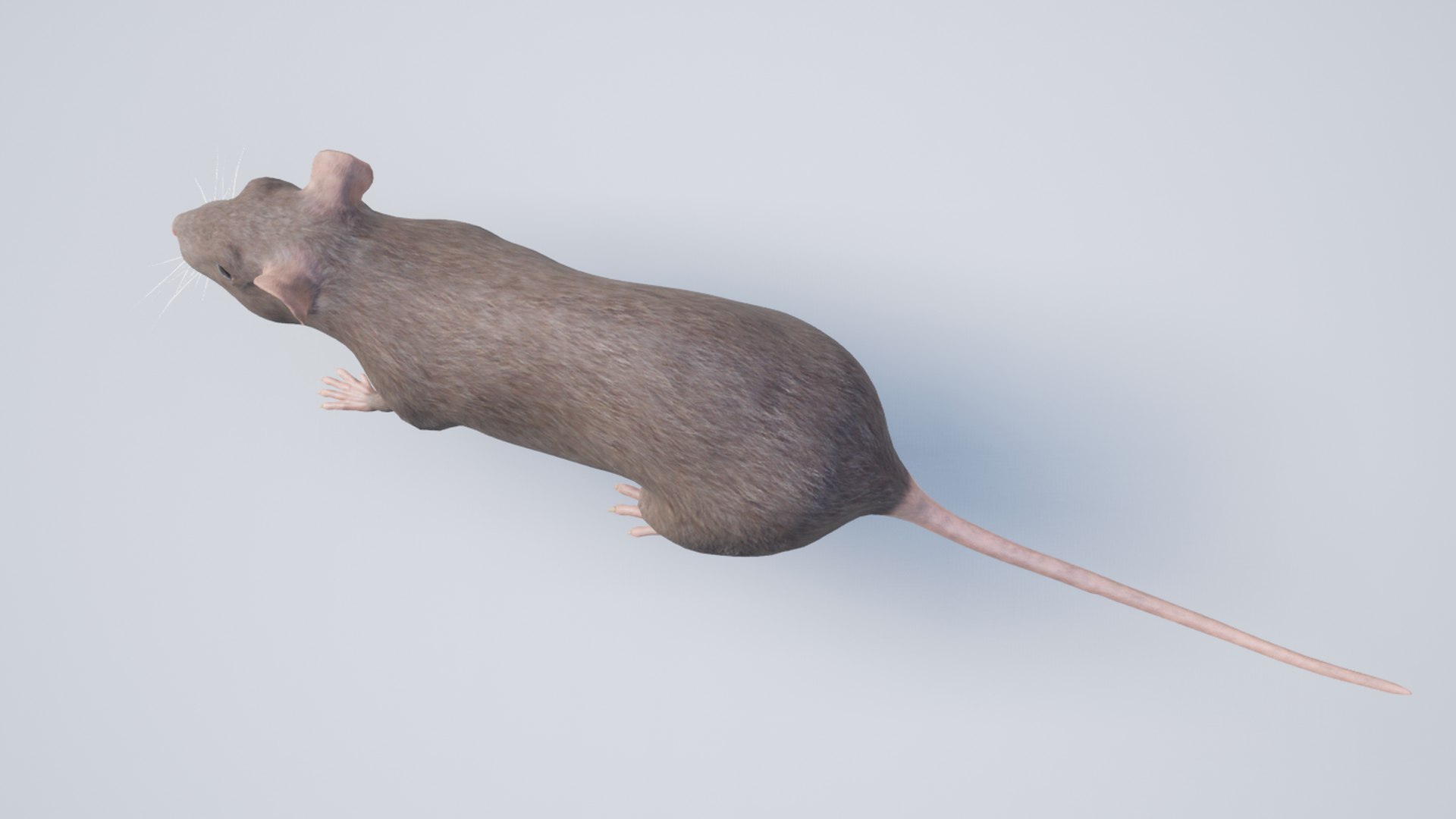 Rat 3D Model - TurboSquid 2132859