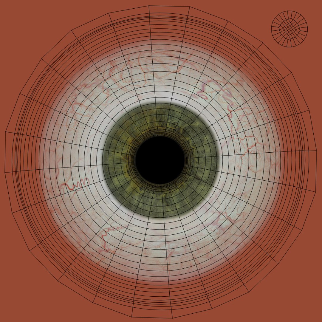 Realistic Human Eye Body Anatomy Model - TurboSquid 1334103