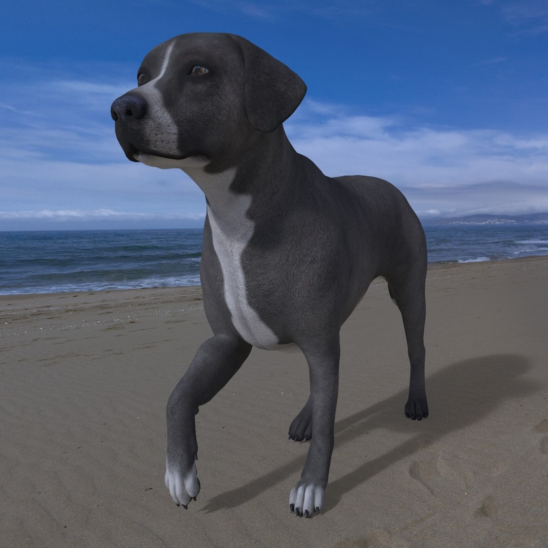 3D LAB-012 Dog Walking Model - TurboSquid 1914138