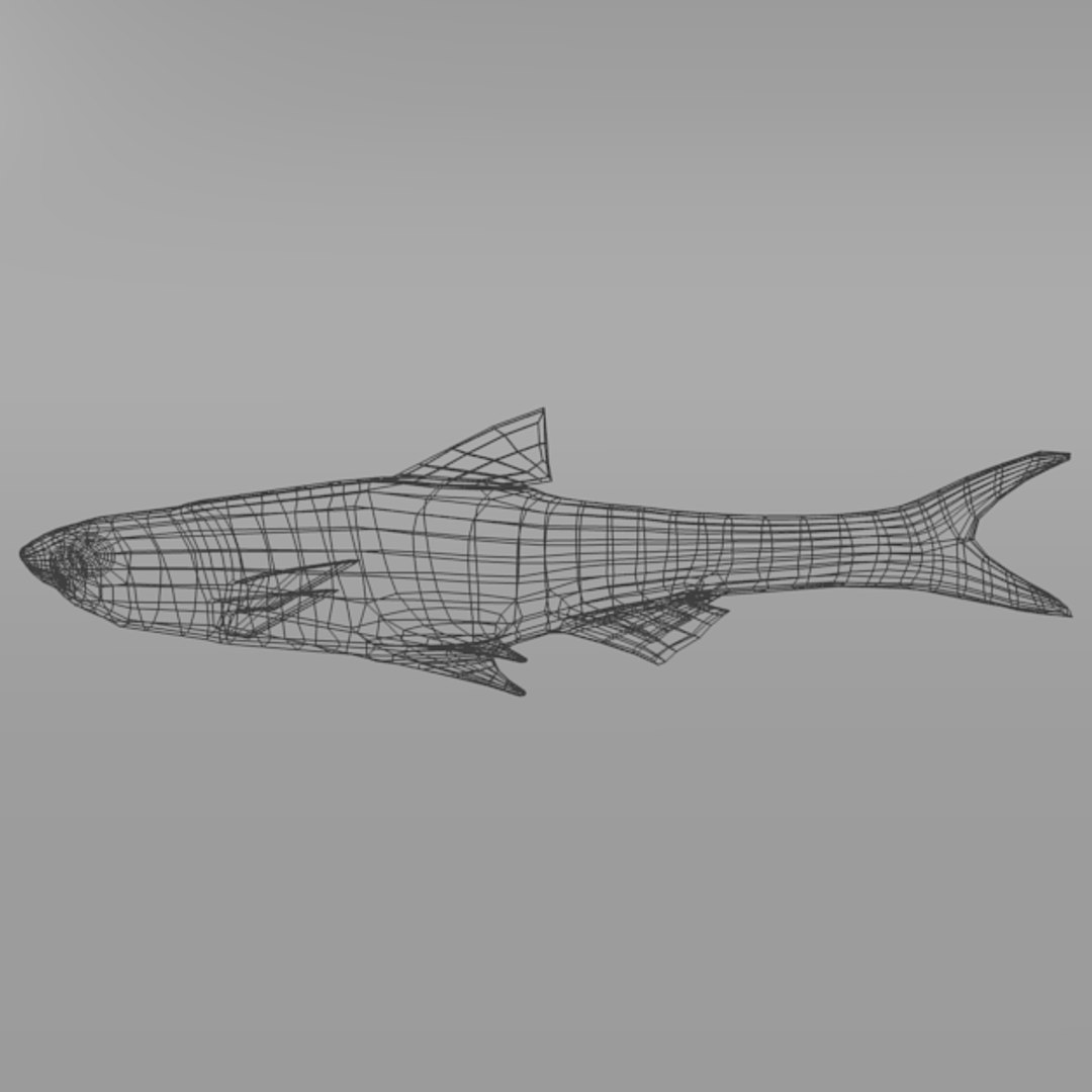 Anchovy 3D Model - TurboSquid 1316751