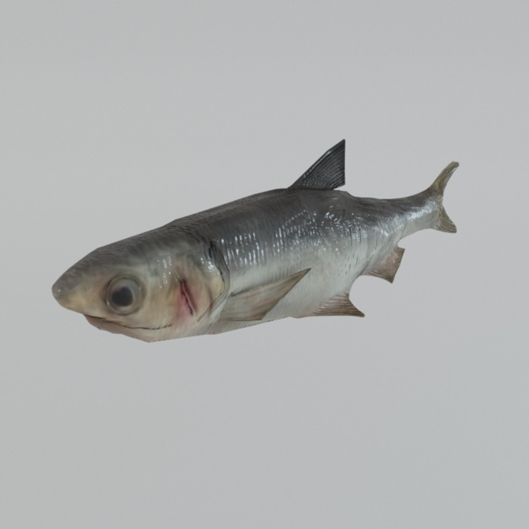Anchovy 3D Model - TurboSquid 1316751