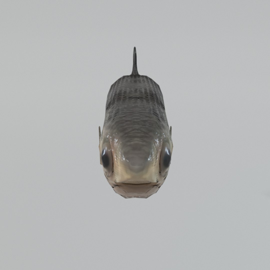 Anchovy 3D Model - TurboSquid 1316751