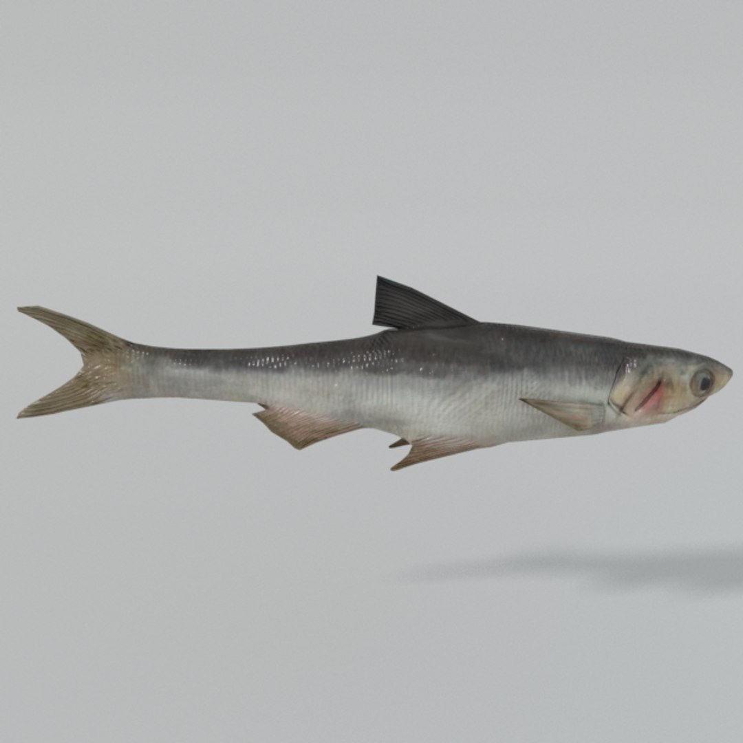 Anchovy 3D Model - TurboSquid 1316751