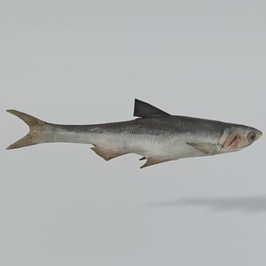 3D Anchovy Models - Browse & Download Formats - TurboSquid