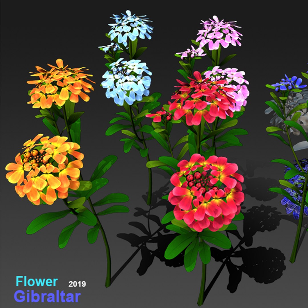 3D Flower Gibraltar - TurboSquid 2132194