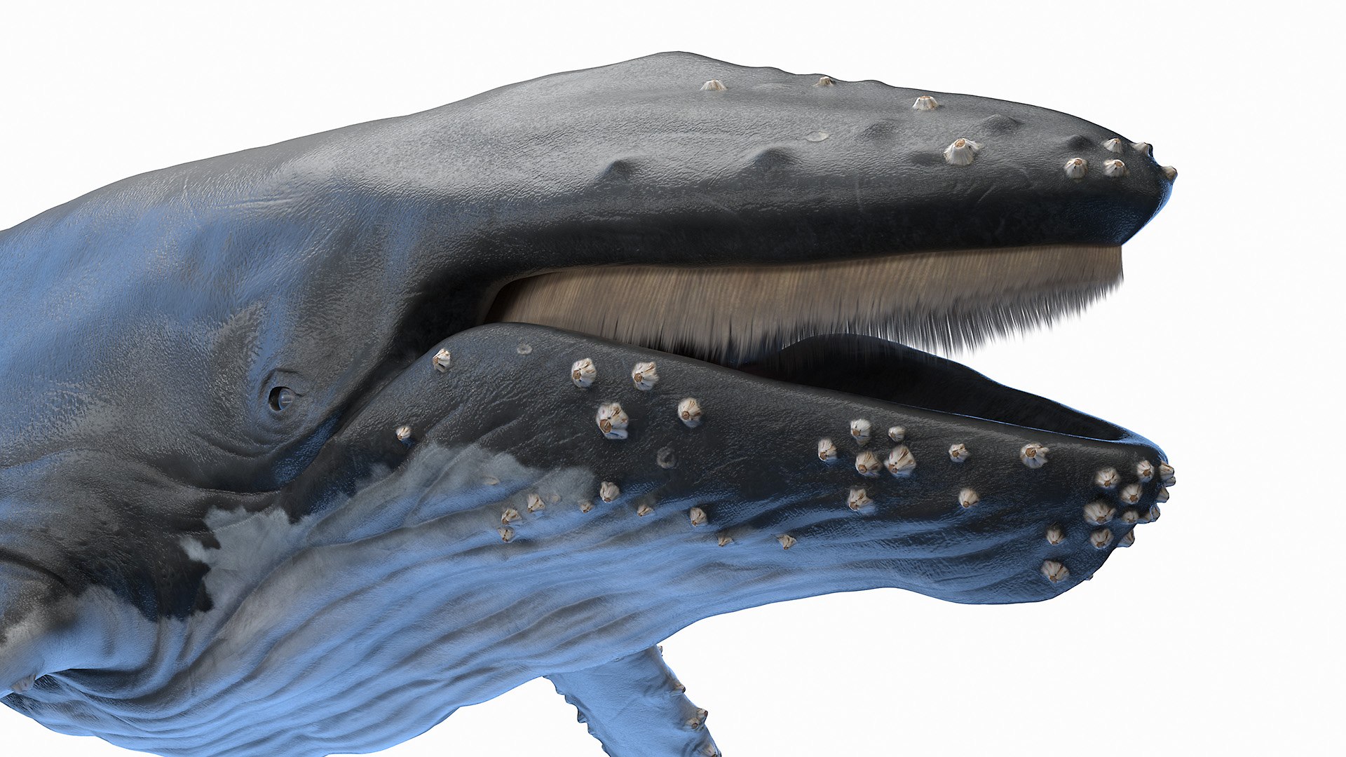 Humpback Whale Anatomy Rigged model - TurboSquid 2131389