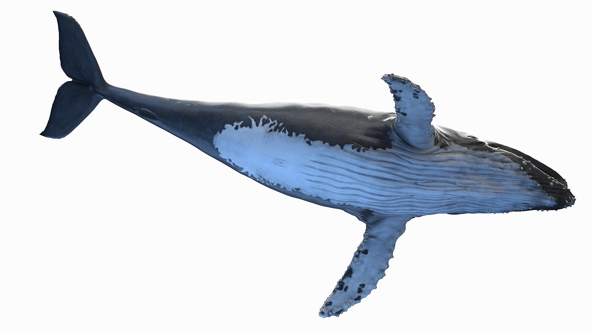 Humpback Whale Anatomy Rigged model - TurboSquid 2131389