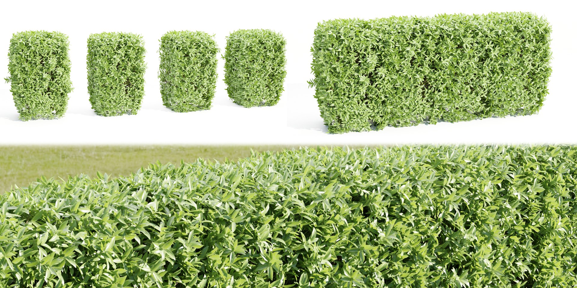 3D Laurel Hedging Bushes Collection Vol 129-Blender - TurboSquid 2144773
