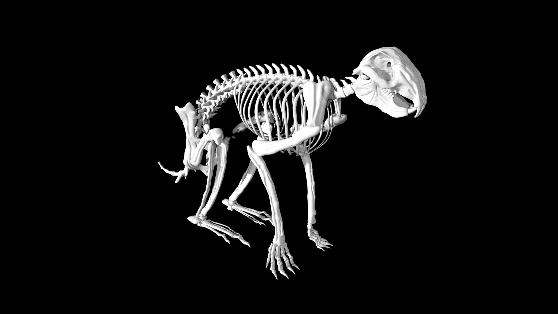 Rabbit Skeleton 3D Model - TurboSquid 1885807