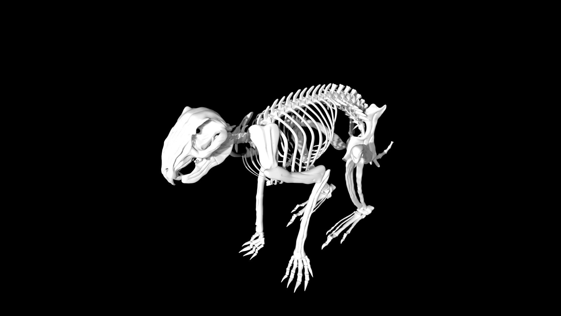 Rabbit Skeleton 3D Model - TurboSquid 1885807