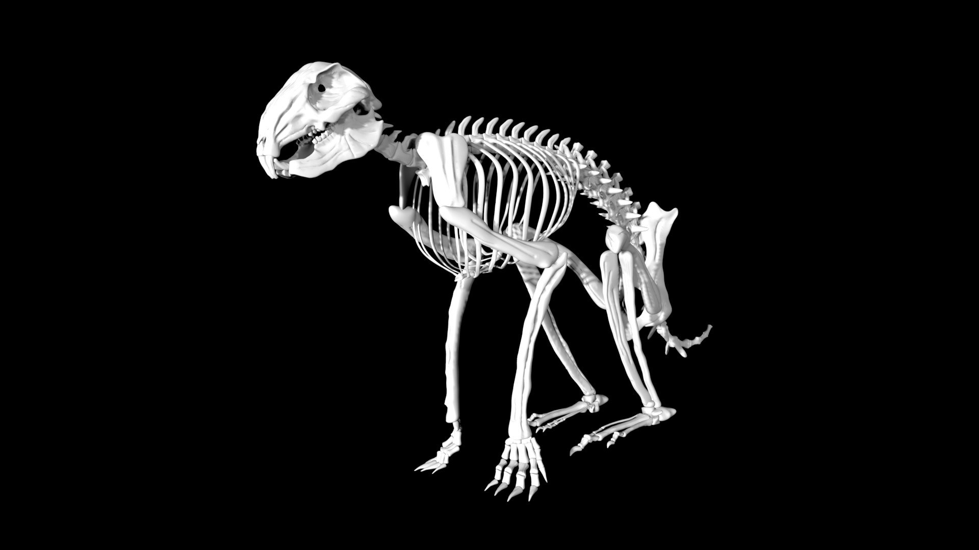 Rabbit Skeleton 3D Model - TurboSquid 1885807