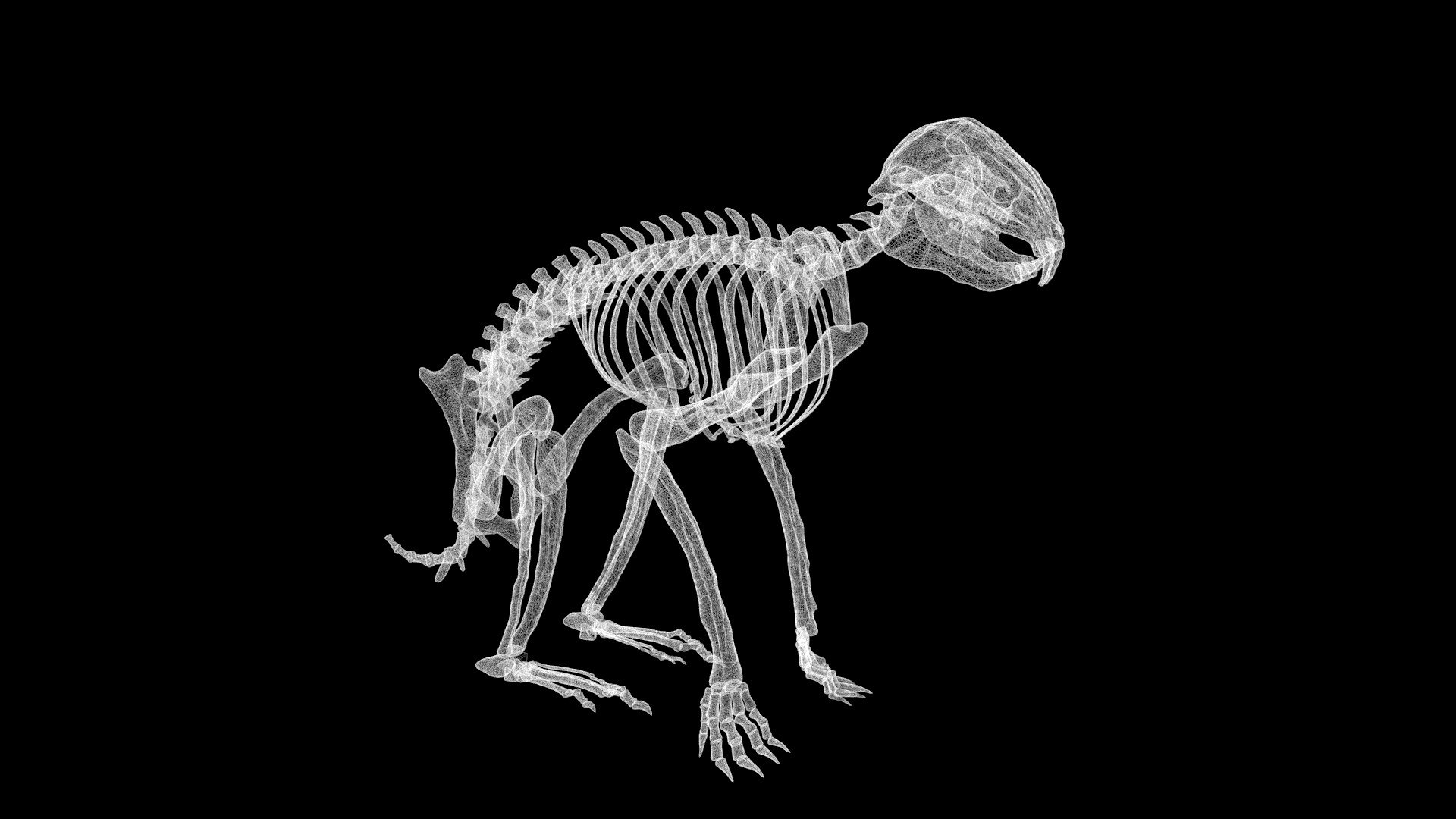 Rabbit Skeleton 3D Model - TurboSquid 1885807