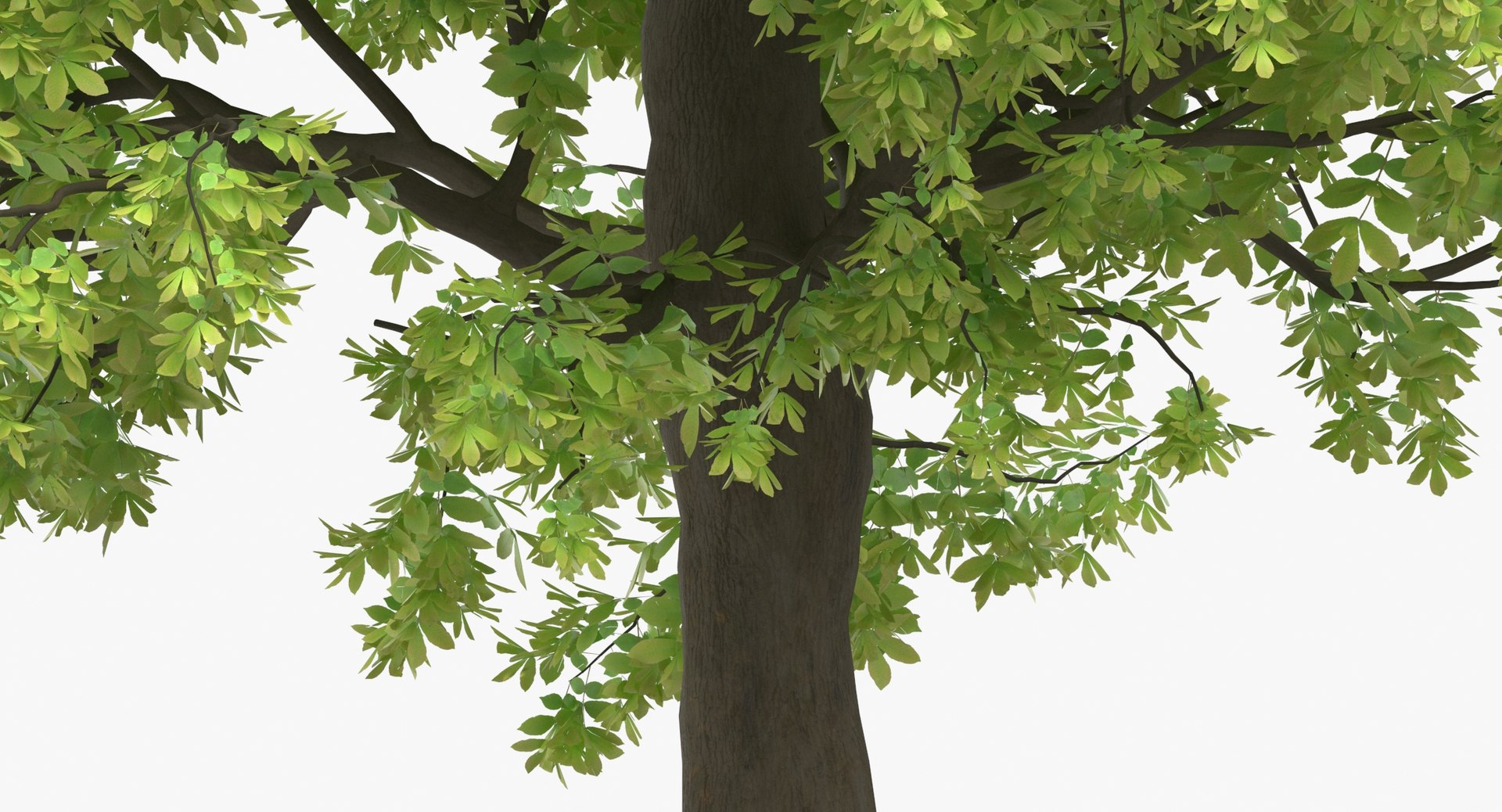 3D Hickory Tree Model - TurboSquid 1874953